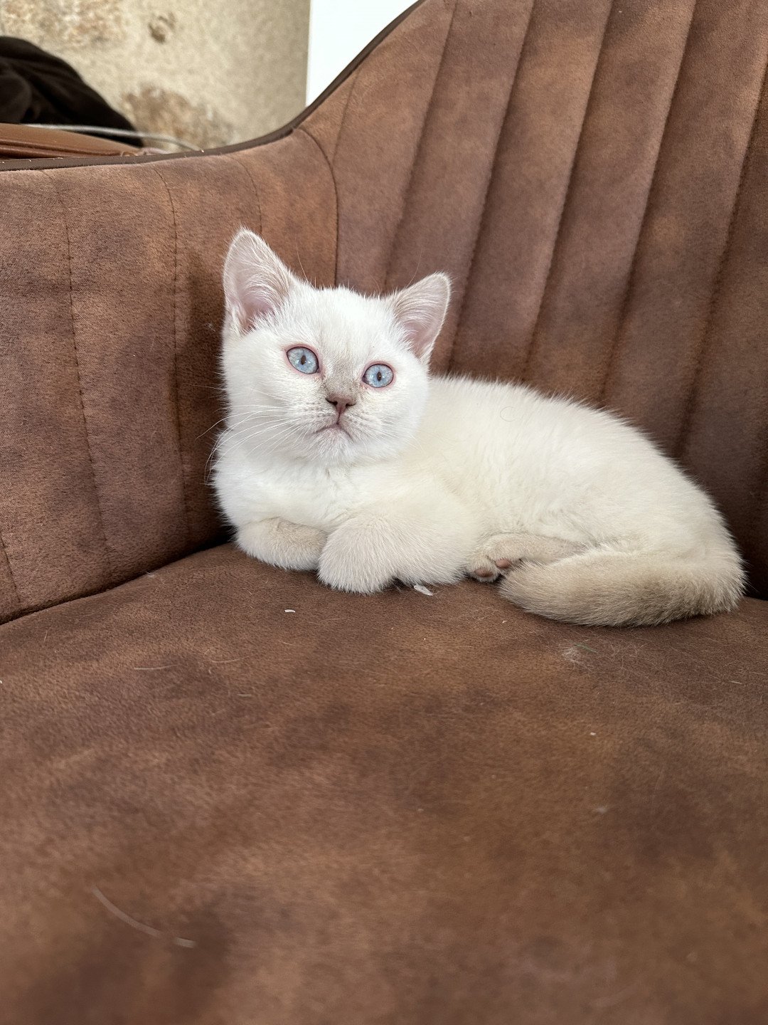 TOKYO - Chat British Shorthair Mayenne | CHATTERIE DE BOOTZ'S