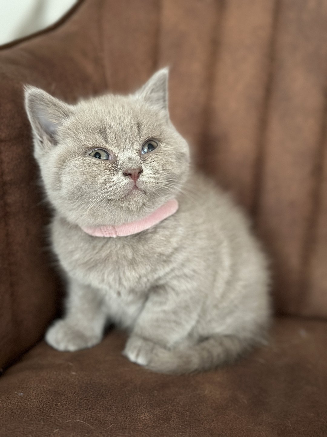 UNIS BOOTZ'S - Chaton British Shorthair Mayenne | CHATTERIE DE BOOTZ'S